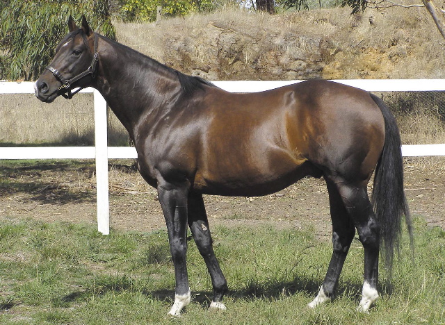 WILLOW GROVE STUD News